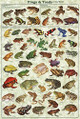 Exotic Lizards Poster 24x36 - The Blacklight Zone