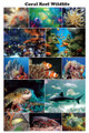 Coral Reef Wildlife Photographic Poster 24x36 - The Blacklight Zone