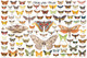 Moths of the World Educational Poster 36x24 - The Blacklight Zone