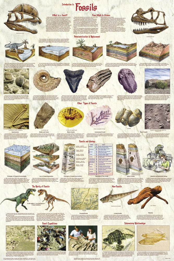 Introduction to Fossils Education Poster 24 By 36 Inches - The ...