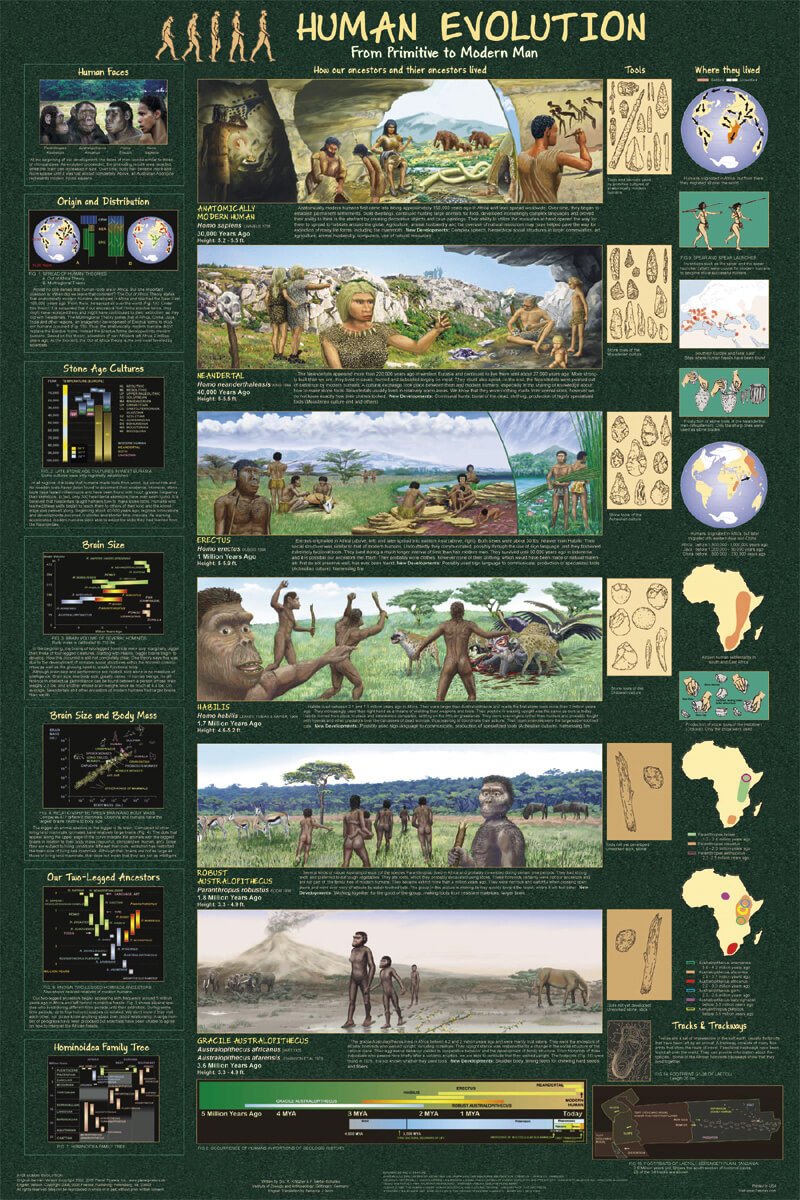 Human Evolution Educational Poster 24x36 - The Blacklight Zone