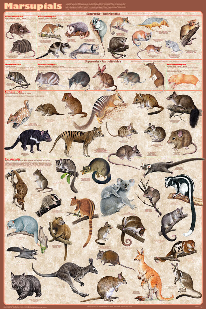 Marsupials Educational Poster 24x36 - The Blacklight Zone