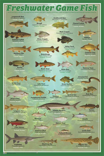 Fresh Water Game Fish Poster - 24 x 36 - The Blacklight Zone