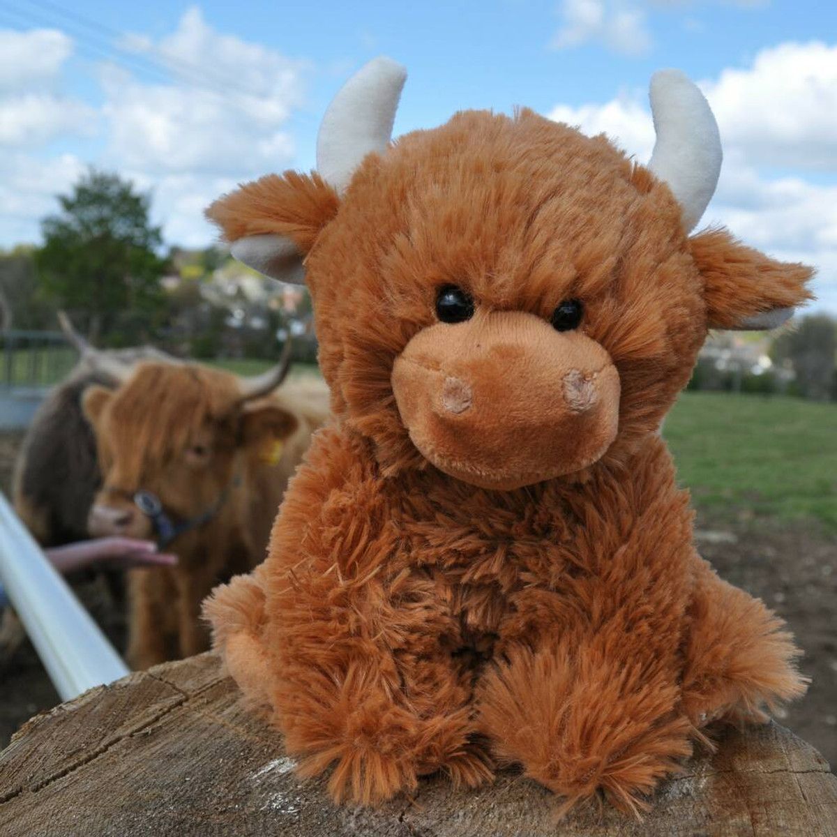 Highland Cow Small Soft Toy - 20cm | Keilys.com