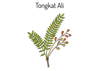 What Is Tongkat Ali Extract? - Vita Health Ltd
