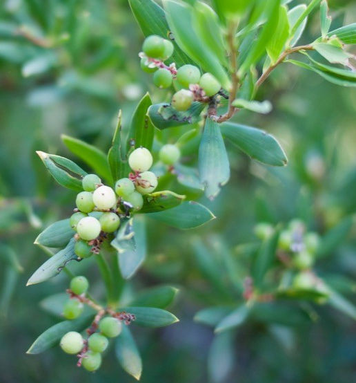 Native Currant | Taste Australia Bush Food Shop