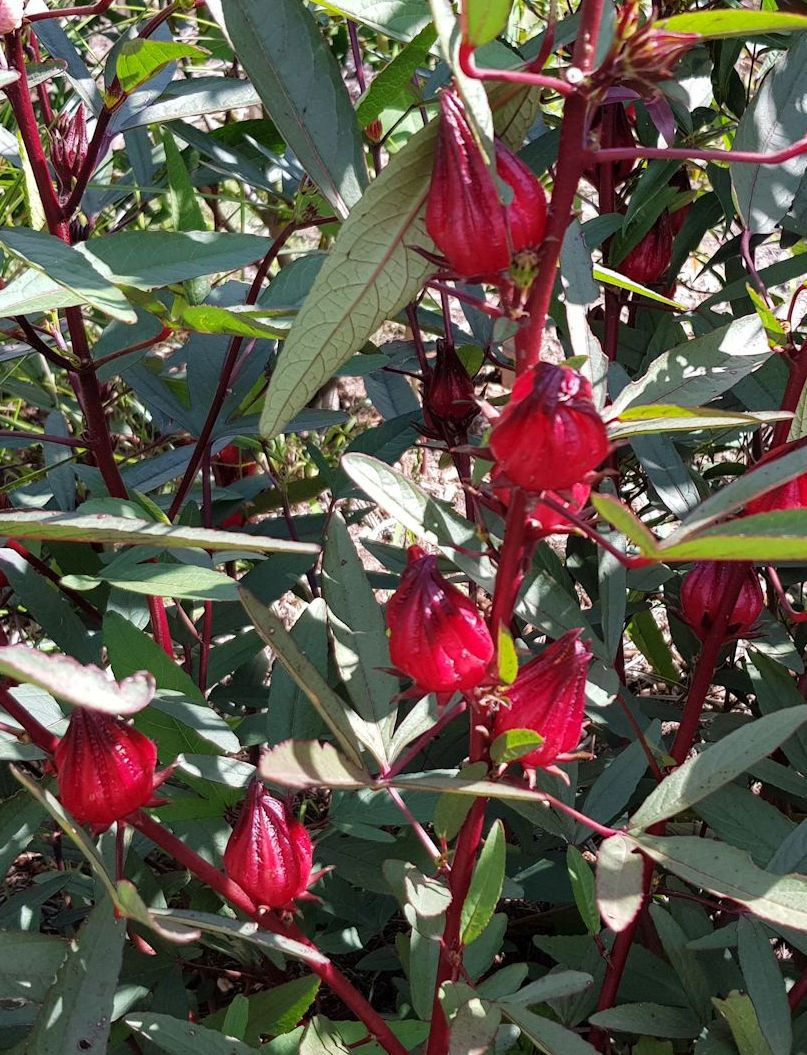 Rosella Jam