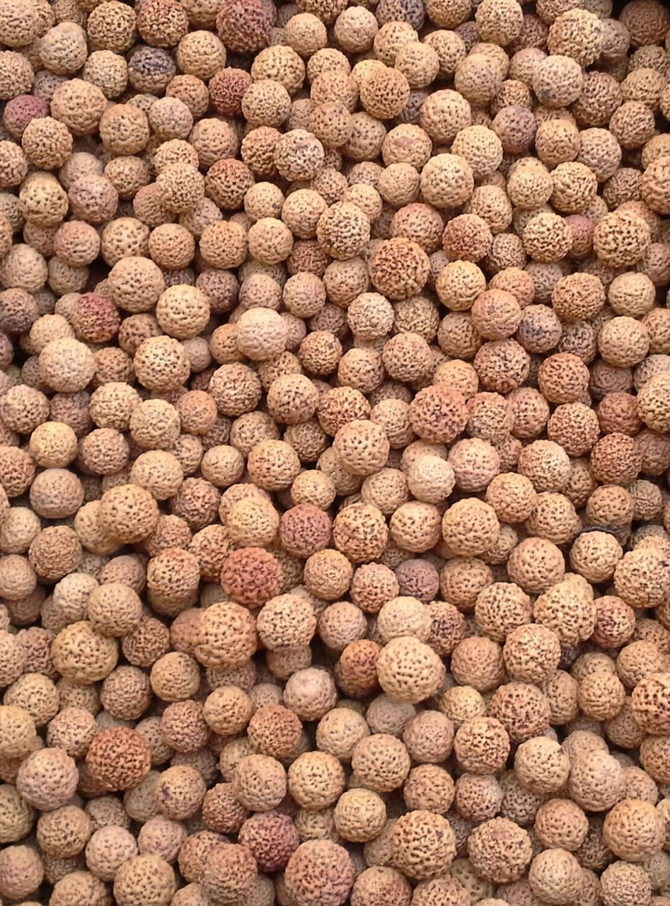 Quandong Seeds (mixed sizes) - Taste Australia Bush Food Shop