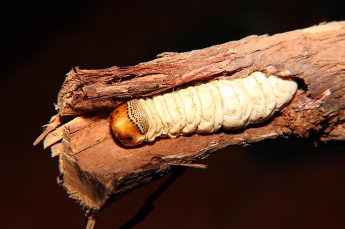 Witchetty Grubs - Taste Australia Bush Food Shop