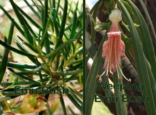 Emu Bush – Bush food Bush Tucker Taste Australia Native Food Indigenous ...