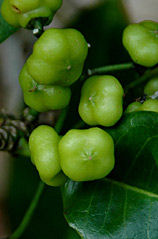 Lemon Aspen an Australian Native Bush Food | Taste Australia Bush Food Shop