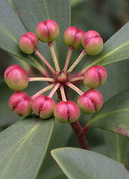 Pepperberry | Product Categories | Bush food Bush Tucker Taste ...