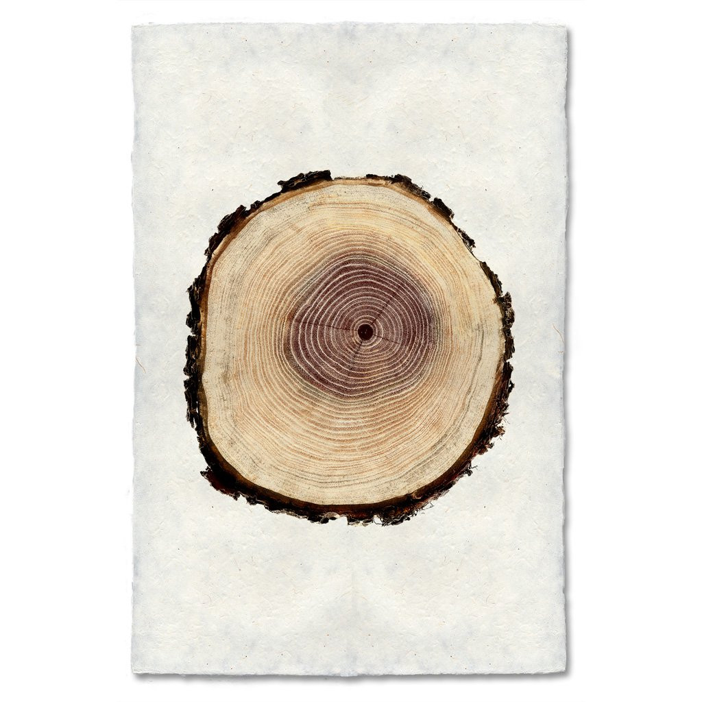 Poplar Tree Ring Print