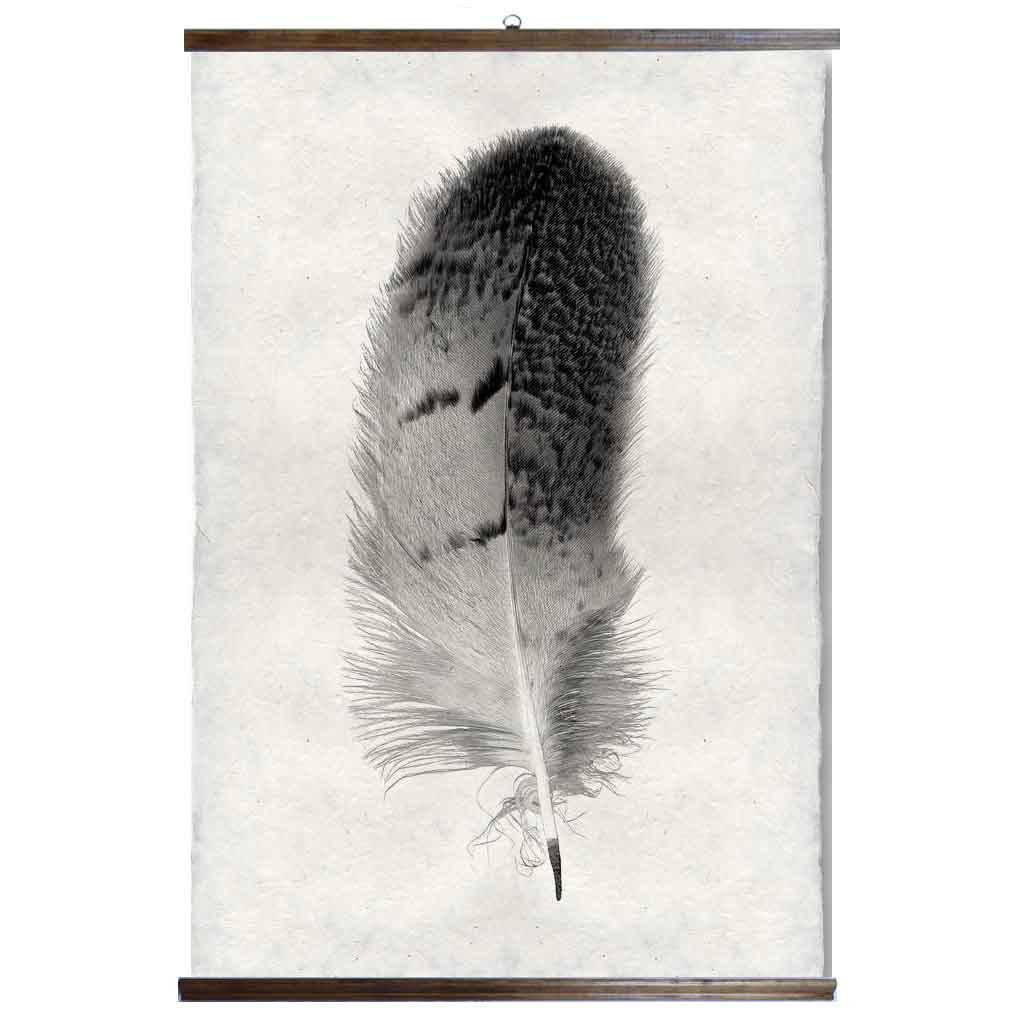 Grand Format Feather Study Print #7 with wood Hanger