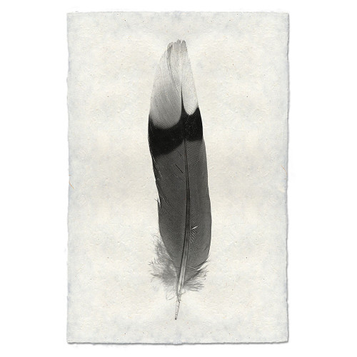 Feather Study Print #9