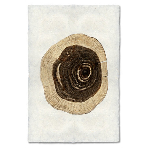 Cedar Tree Ring Print
