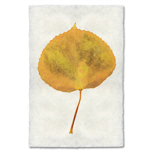 Aspen Leaf Study Print