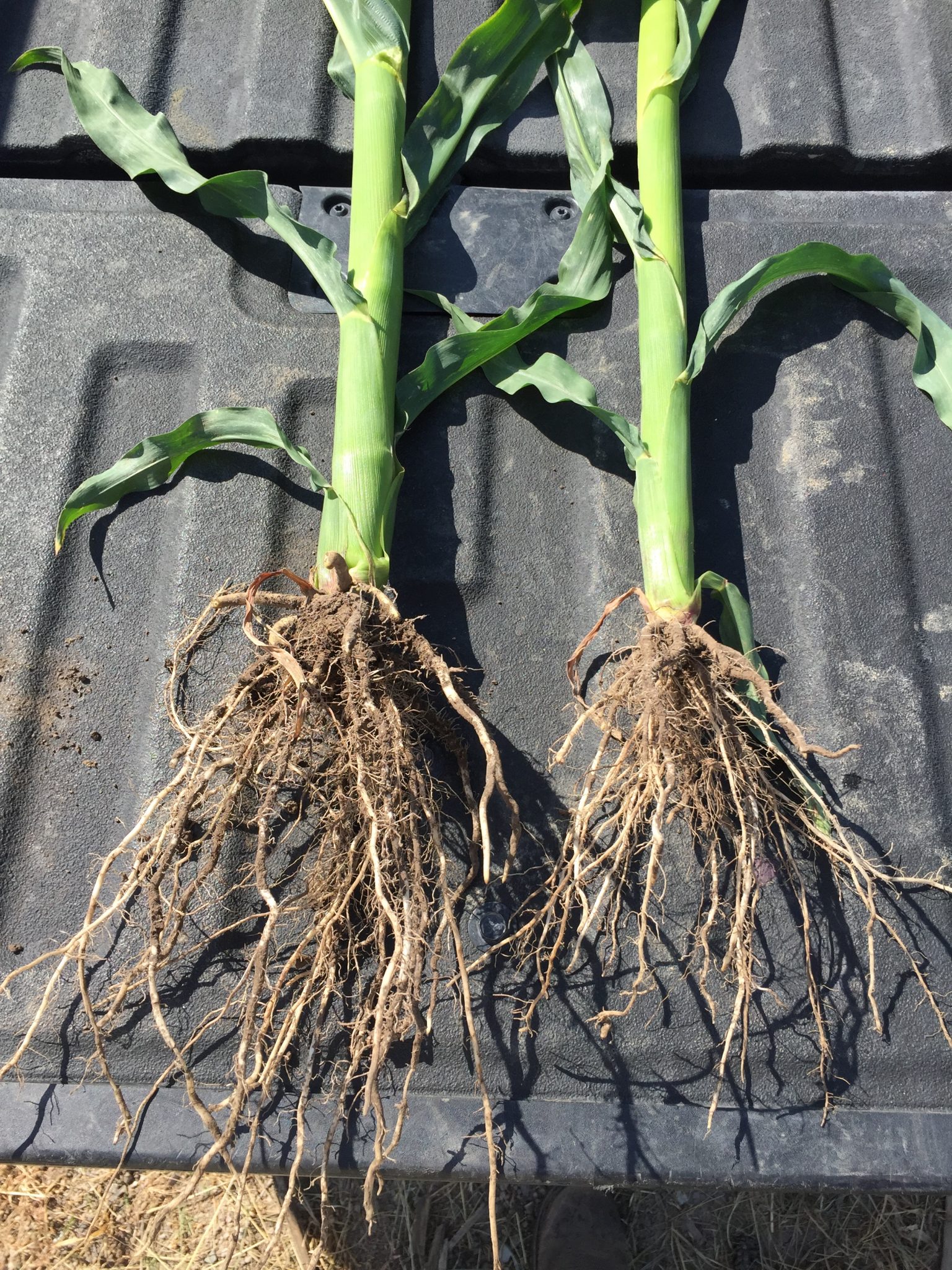 Soil Health and Corn Plants - Farm Focused