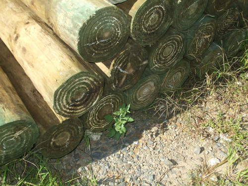 No. 2 @ 2.4m Strainers - Point Timber