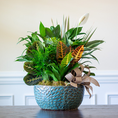Large Ceramic Dish Garden