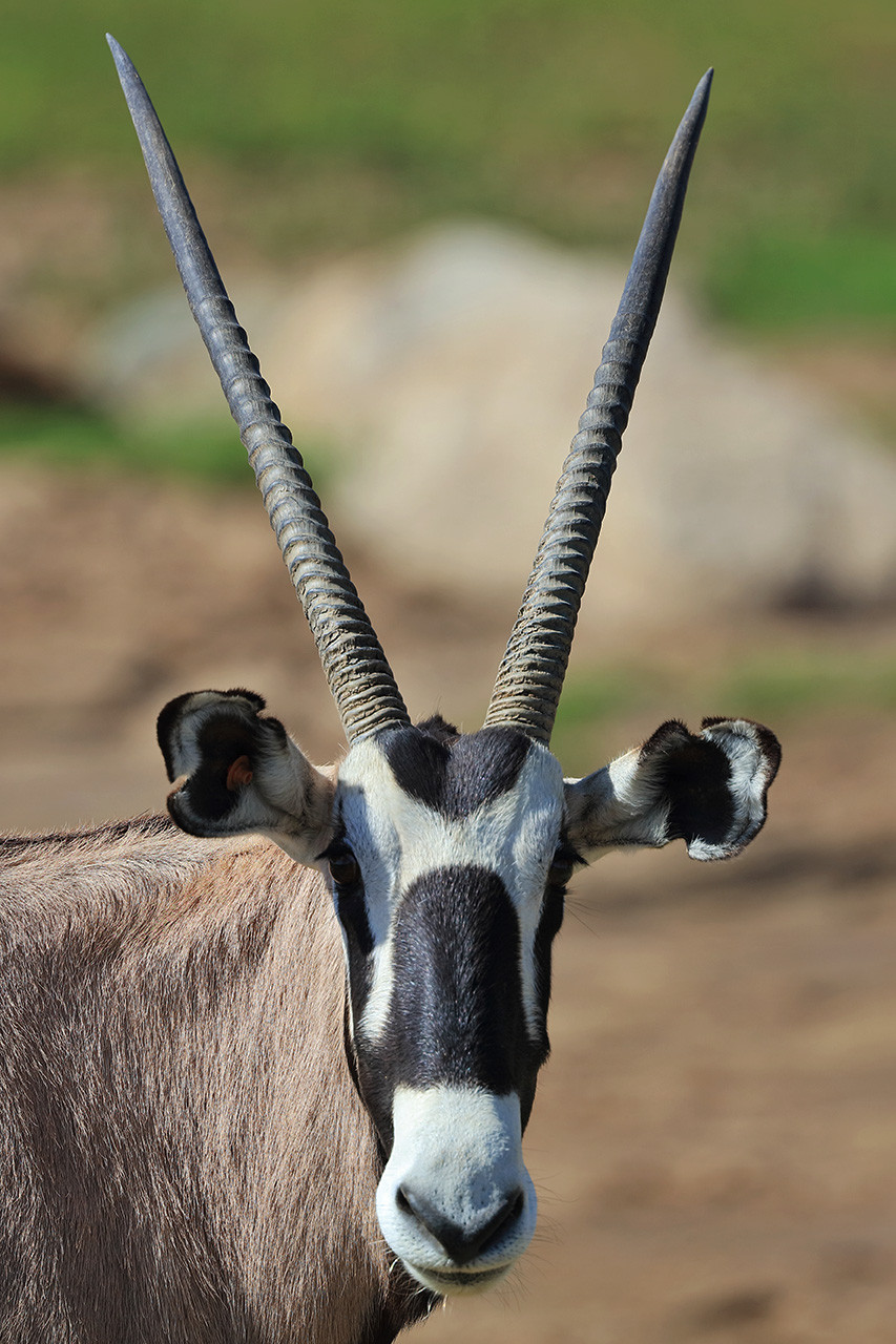 fringe eared oryx predators