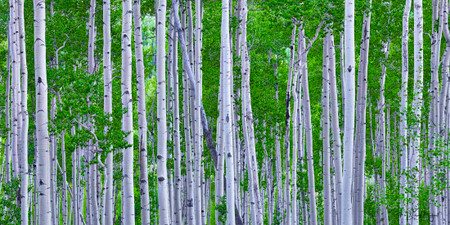 Good Energy (Green Aspen Trees) - Rocky Mountain National Park by David ...