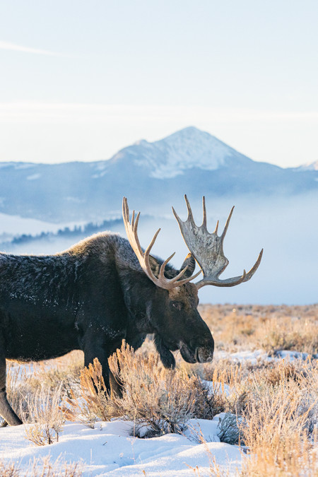 Morning Moose in the Tetons by Andy Austin - Cocoweb - Quality LED ...