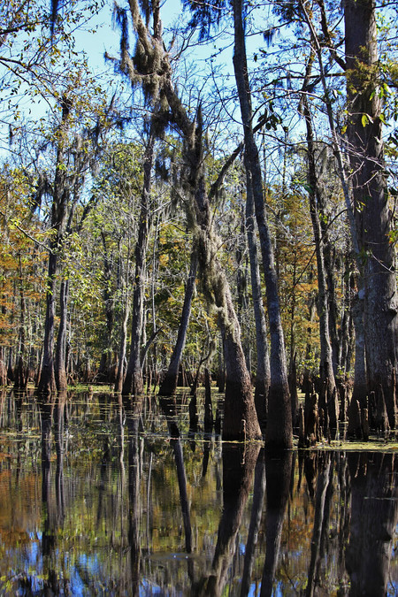 Everglades National Park by Fotodynamics / Ted Carlson - TCSW59 ...