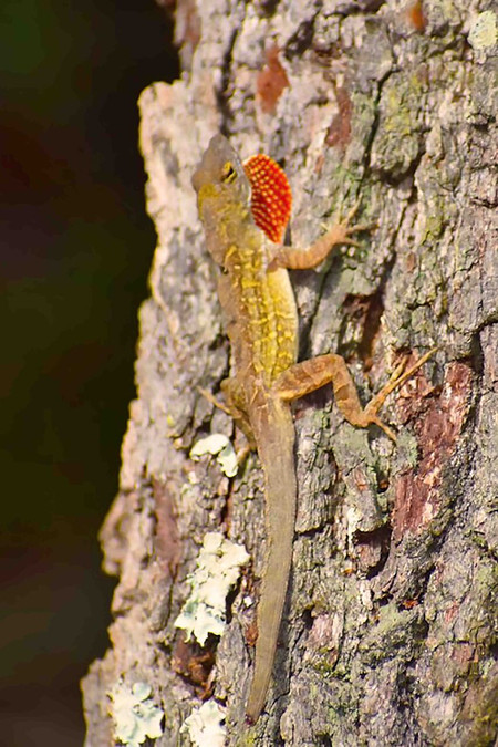 Lizard on Display by Josh Blackman - Cocoweb - Quality LED Lighting ...