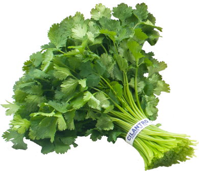 Cilantro (1 bunch) - DIZIN Online Store