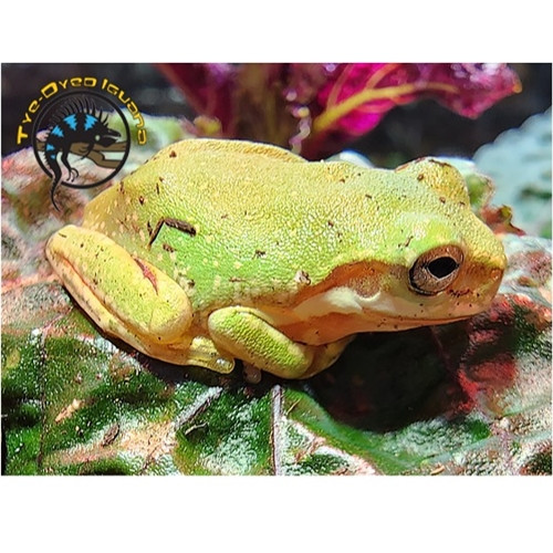 White's Tree Frog (Snowflake) - Ranoidea caerulea | Tye-Dyed Iguana