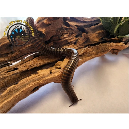 Giant African Olive Millipede - Telodeinopus aoutii | Tye-Dyed Iguana
