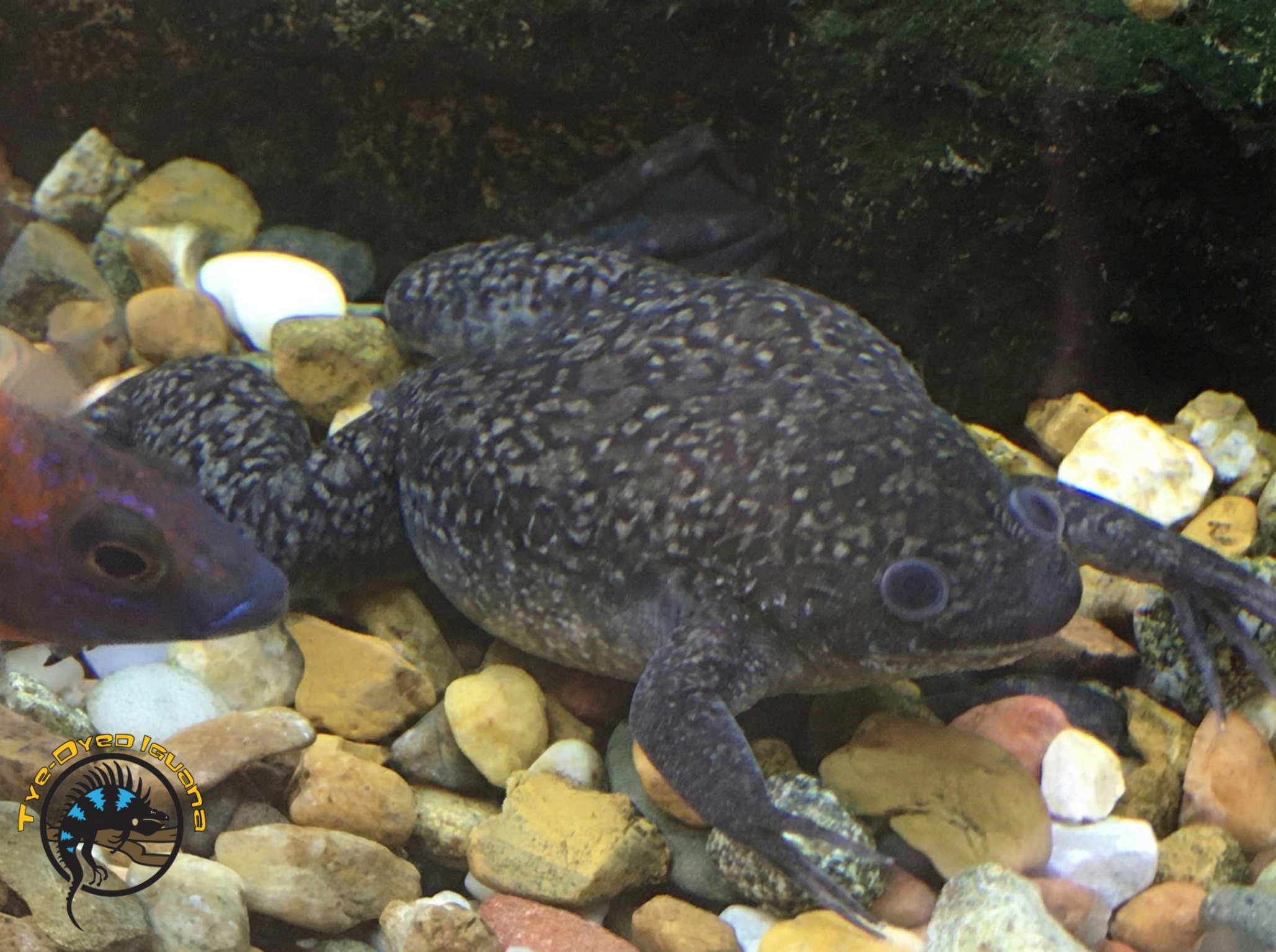Frog Bloat: Diagnosis and Treatment - The Tye-Dyed Iguana - Reptiles ...