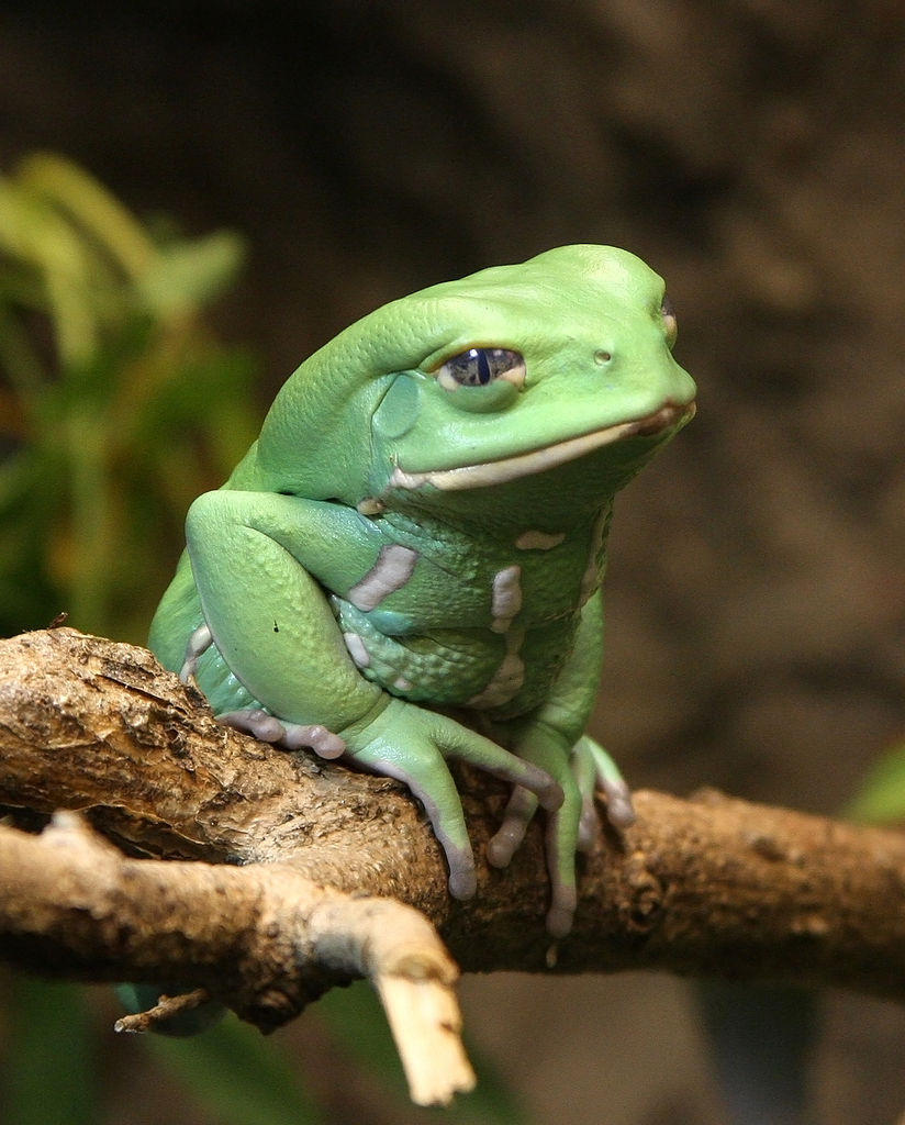 6 Things to Know About the Waxy Monkey Tree Frog - The Tye-Dyed Iguana - Reptiles and Reptile ...