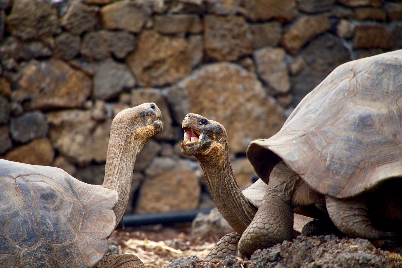 Common Mistakes That Cause Tortoise Aggression - The Tye-Dyed Iguana