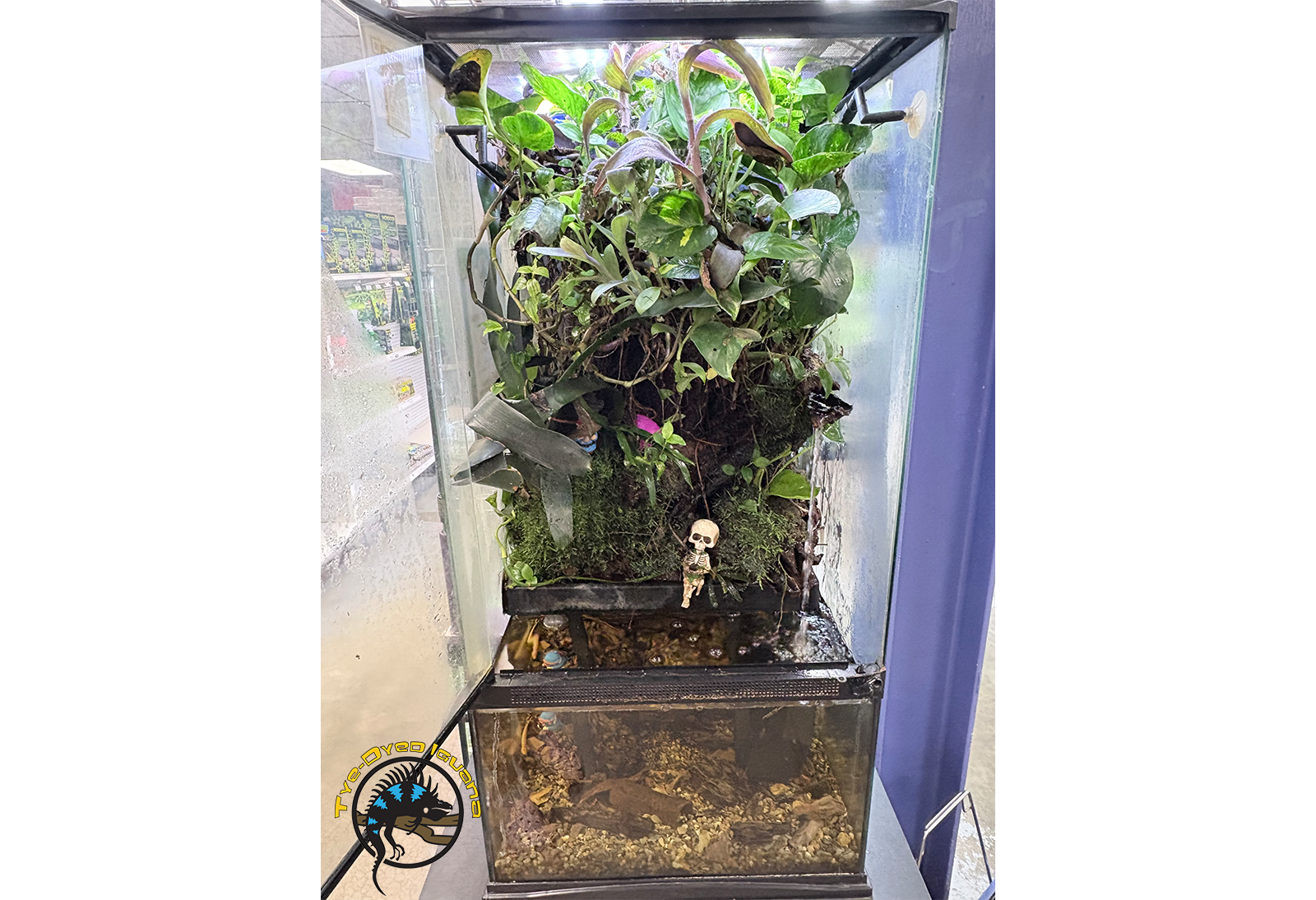 How to Build a Paludarium: Complete Land and Water Guide - The Tye-Dyed ...