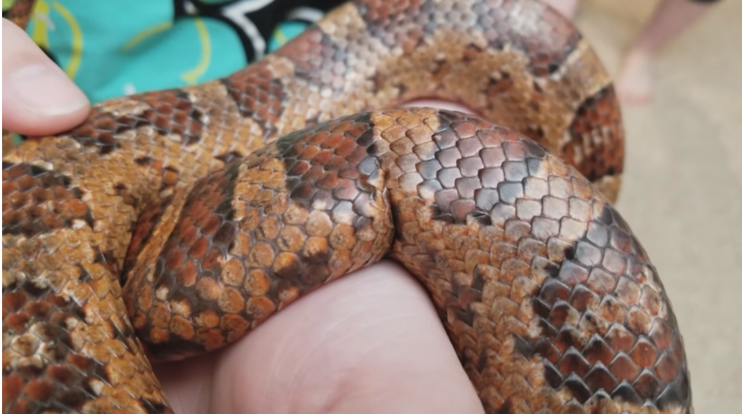 Is Obesity Unhealthy for Snakes? - The Tye-Dyed Iguana - Reptiles and ...