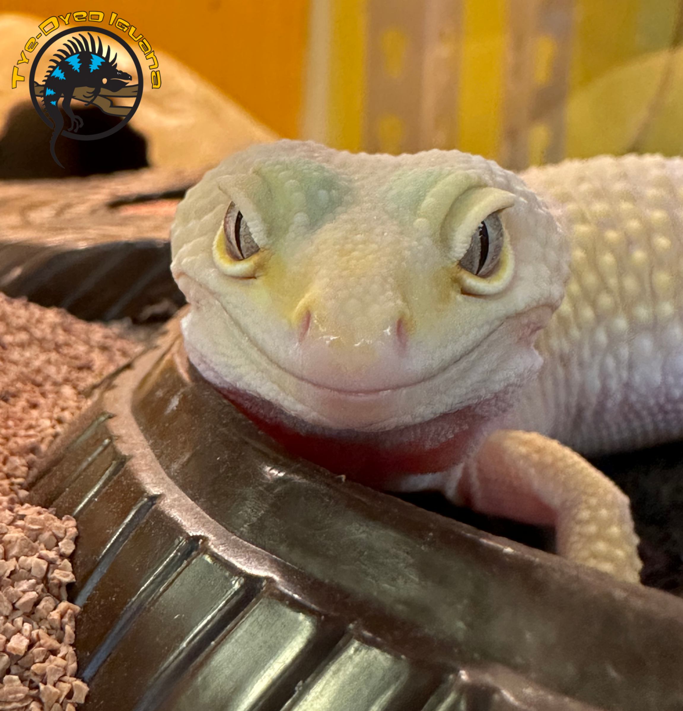 The Ultimate Guide to Leopard Gecko Care: An Evidence-Based Approach to ...