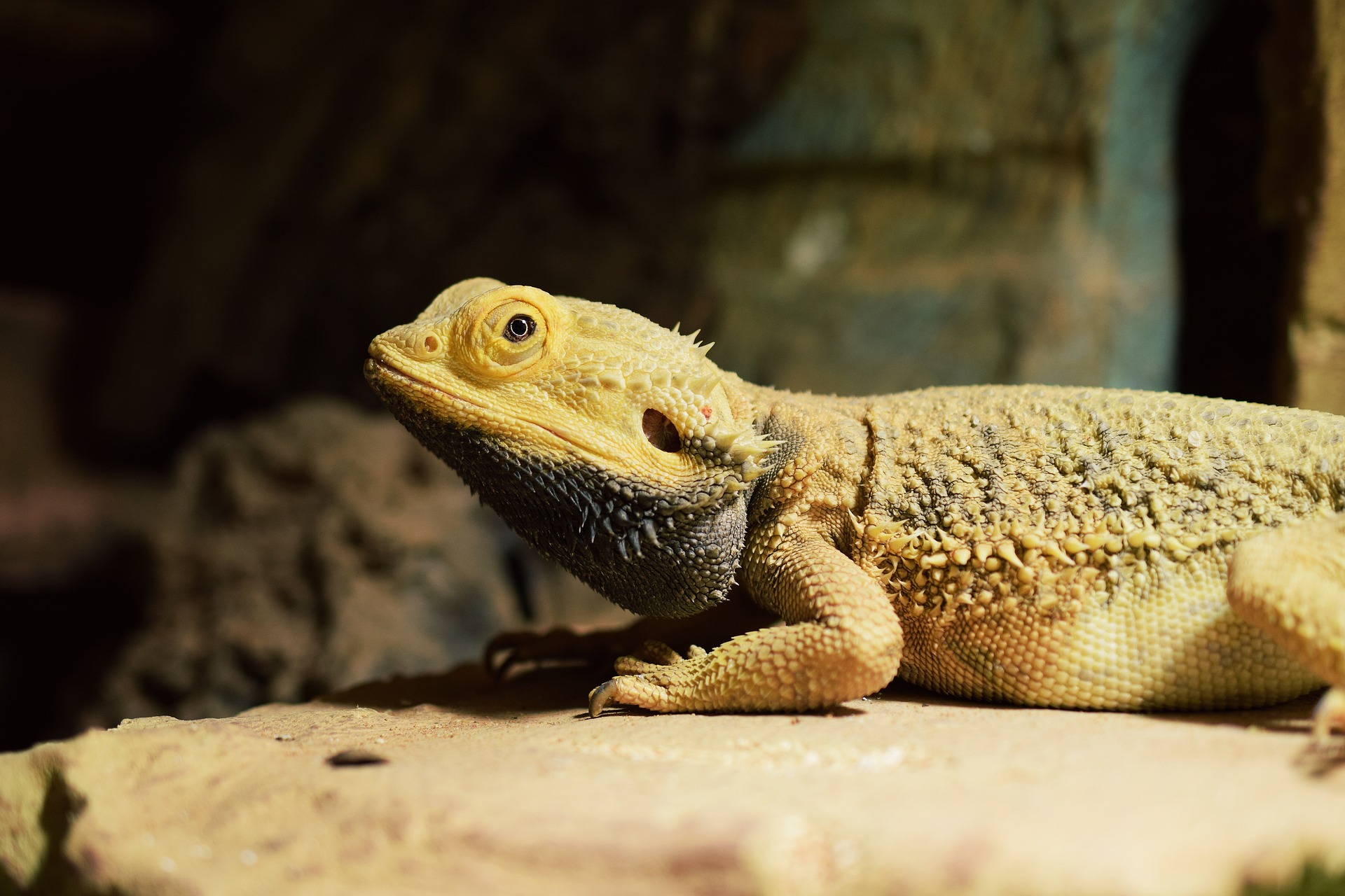 What Lizard Owners Need to Know about Metabolic Bone Disease - The Tye ...