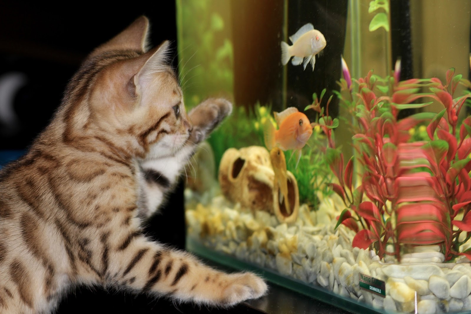 Which Species Are Best for a Mixed Fish Tank? (And Can You Put a Betta ...