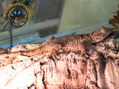 White Spotted Gecko - Tarentola annularis | Tye-Dyed Iguana