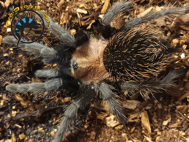 Mexican Rose Grey Tarantula - Tliltocatl verdezi - The Tye-Dyed Iguana ...