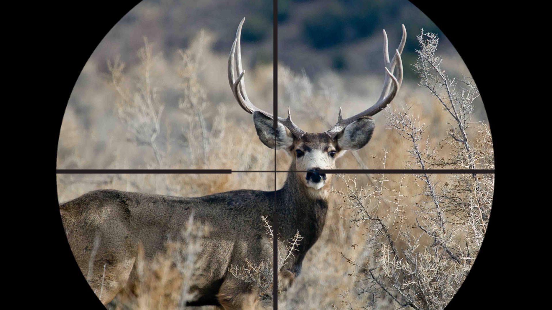 Buck Fever and How to Prevent It. - Warne Scope Mounts