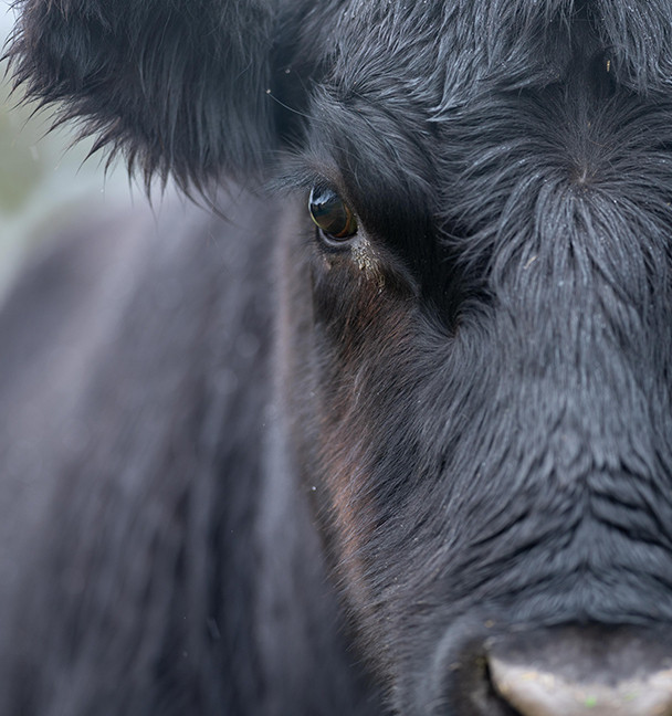 Meat Processing - Page 1 - Bunzl Processor Division