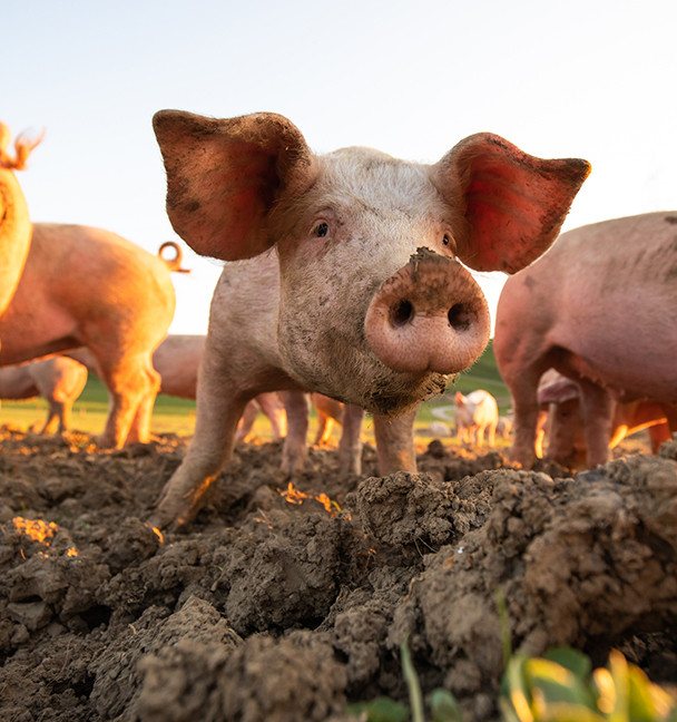 Meat Processing - Page 1 - Bunzl Processor Division