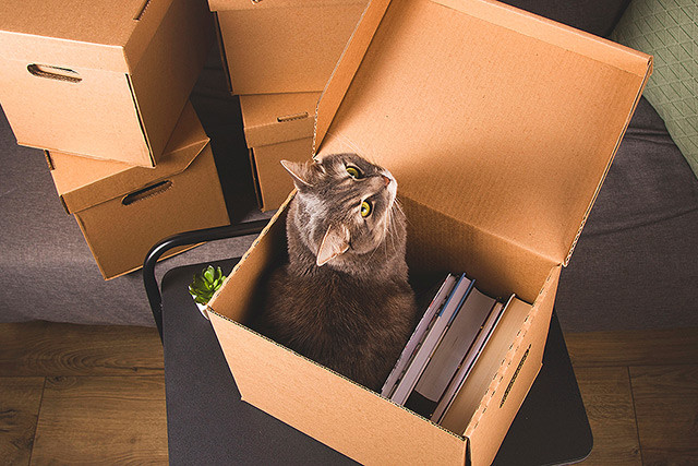 Settling your cat into a new home - Purrform Ltd