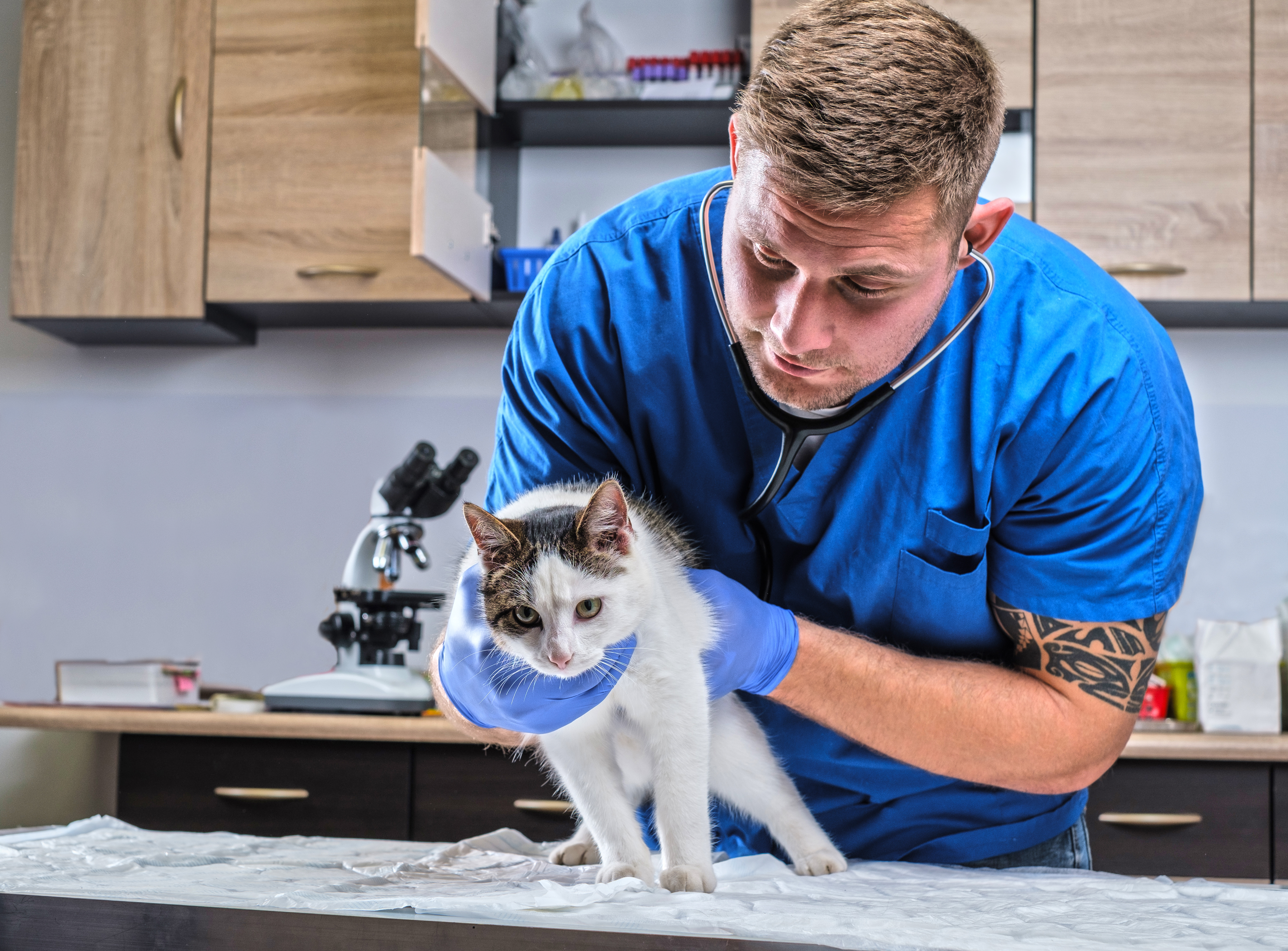 Keeping Cats Healthy and Preventing Cancer – Part 4 - Purrform Ltd