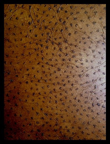 OSTRICH - Paint and Design Store