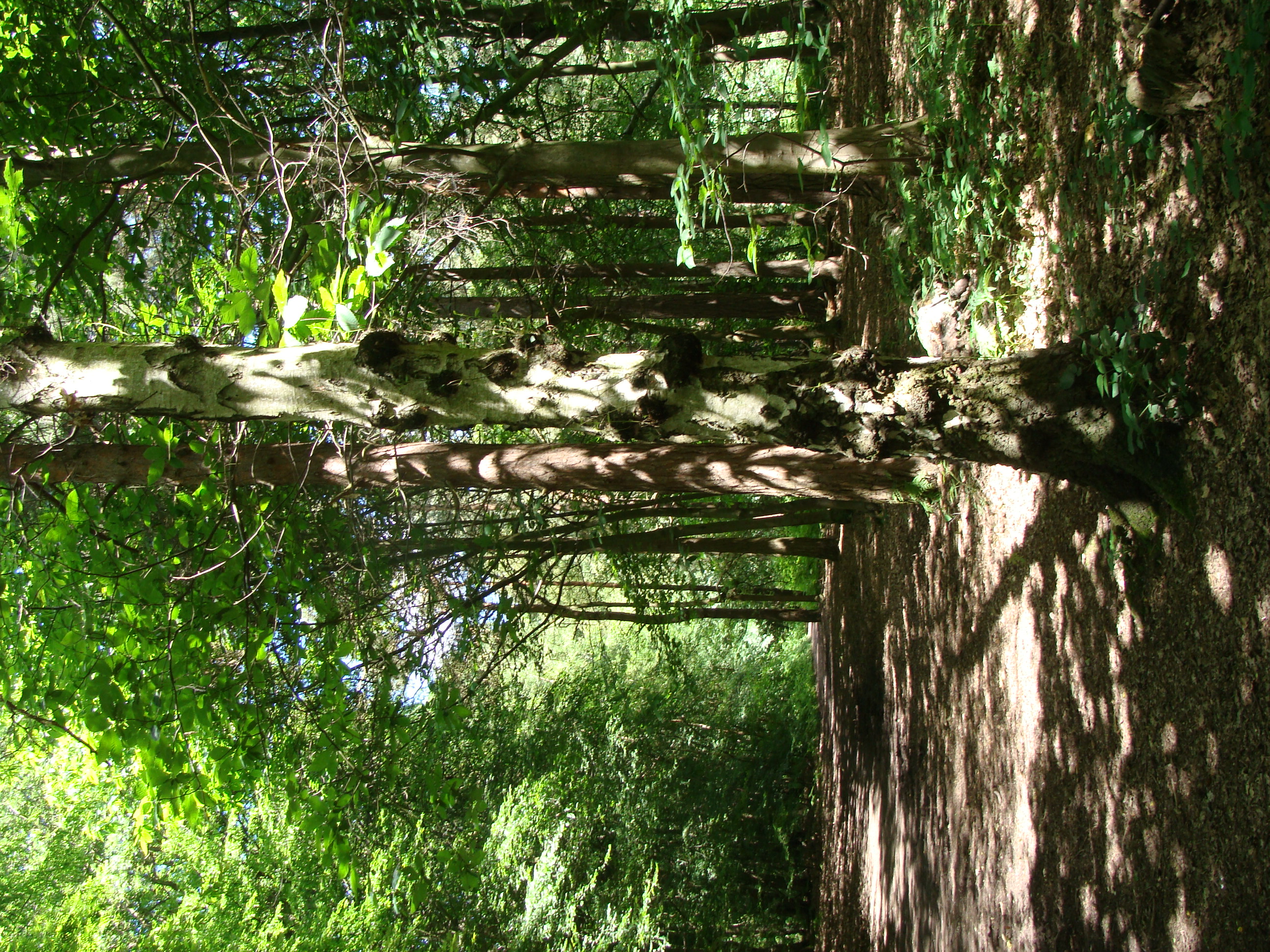 Thorndon Country Park | Brentwood | Dallaswear - DallasWear.com