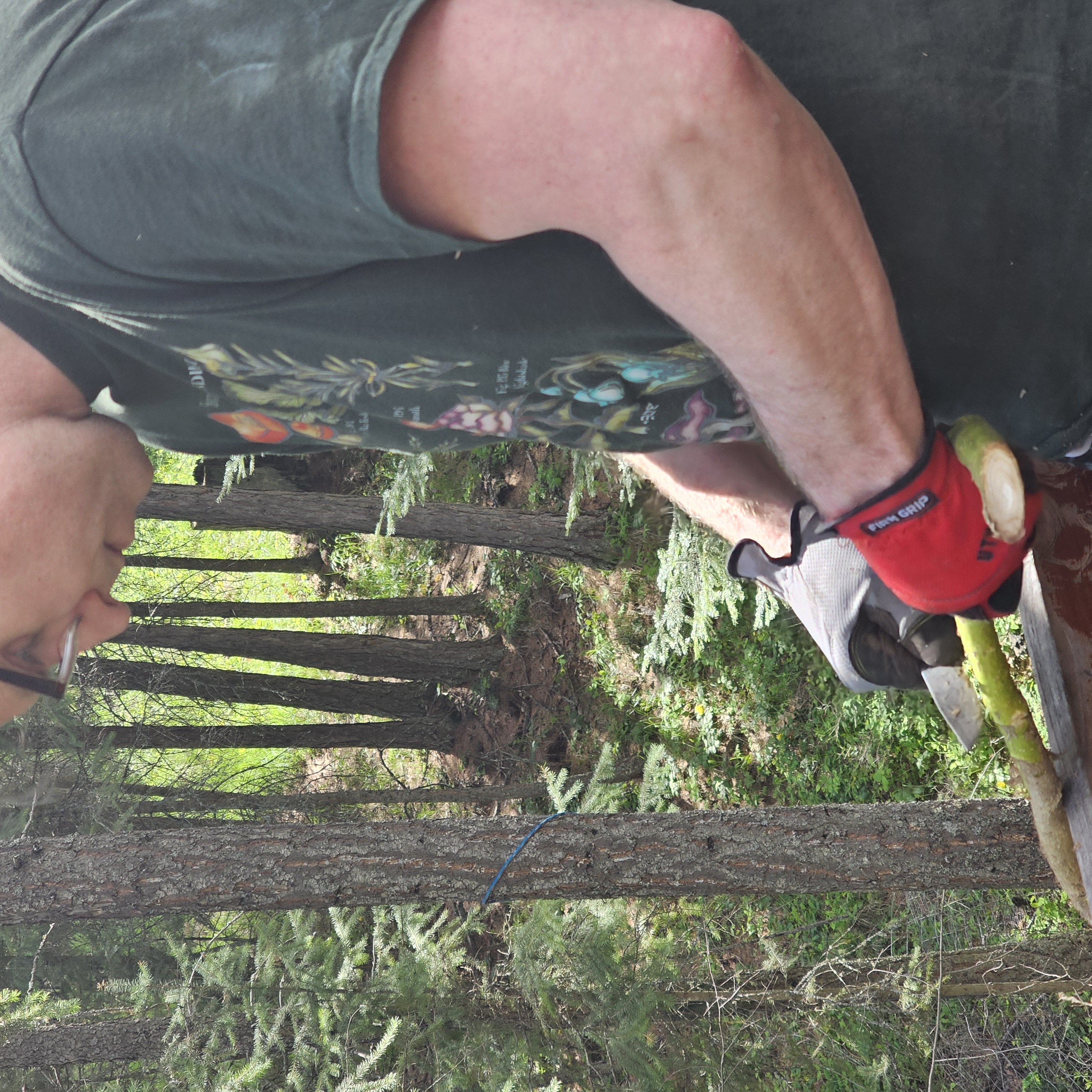 Herbal Chronicles: Devil's Club - The Good Stuff Botanicals